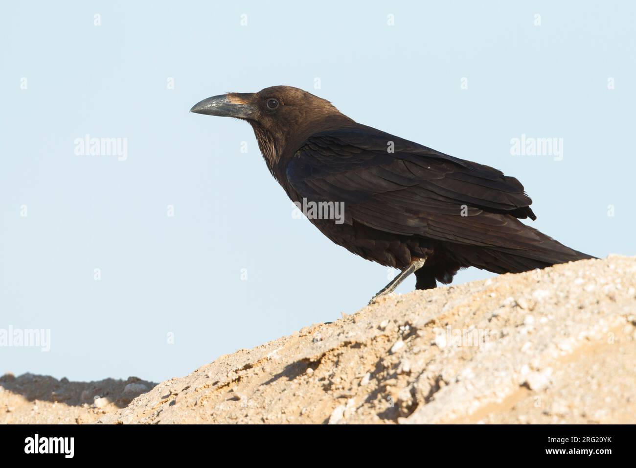 Bruinnekraaf, Brown-necked Raven Stock Photo - Alamy