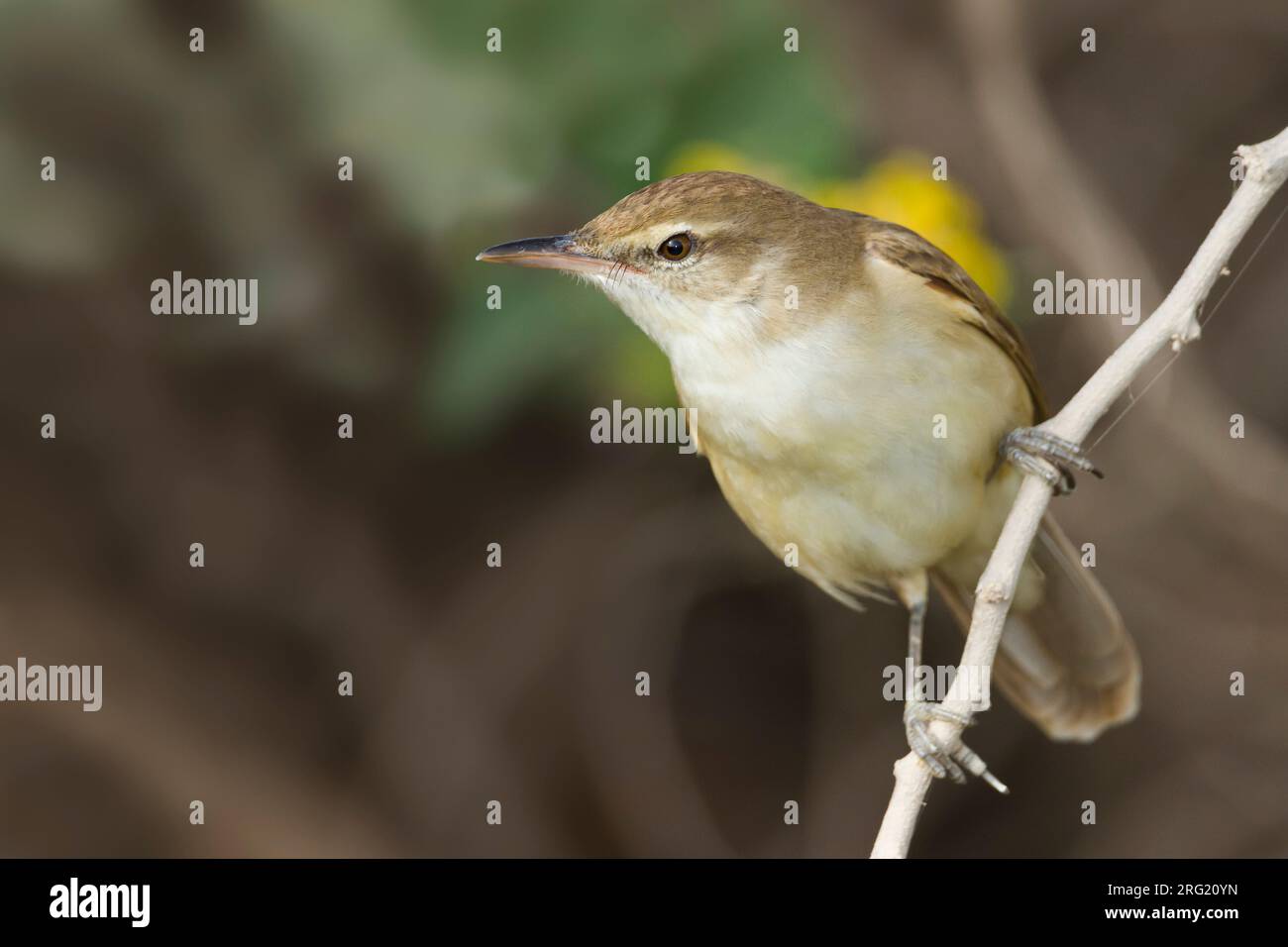 Clamorous reed warbler acrocephalus stentoreus hi-res stock photography ...