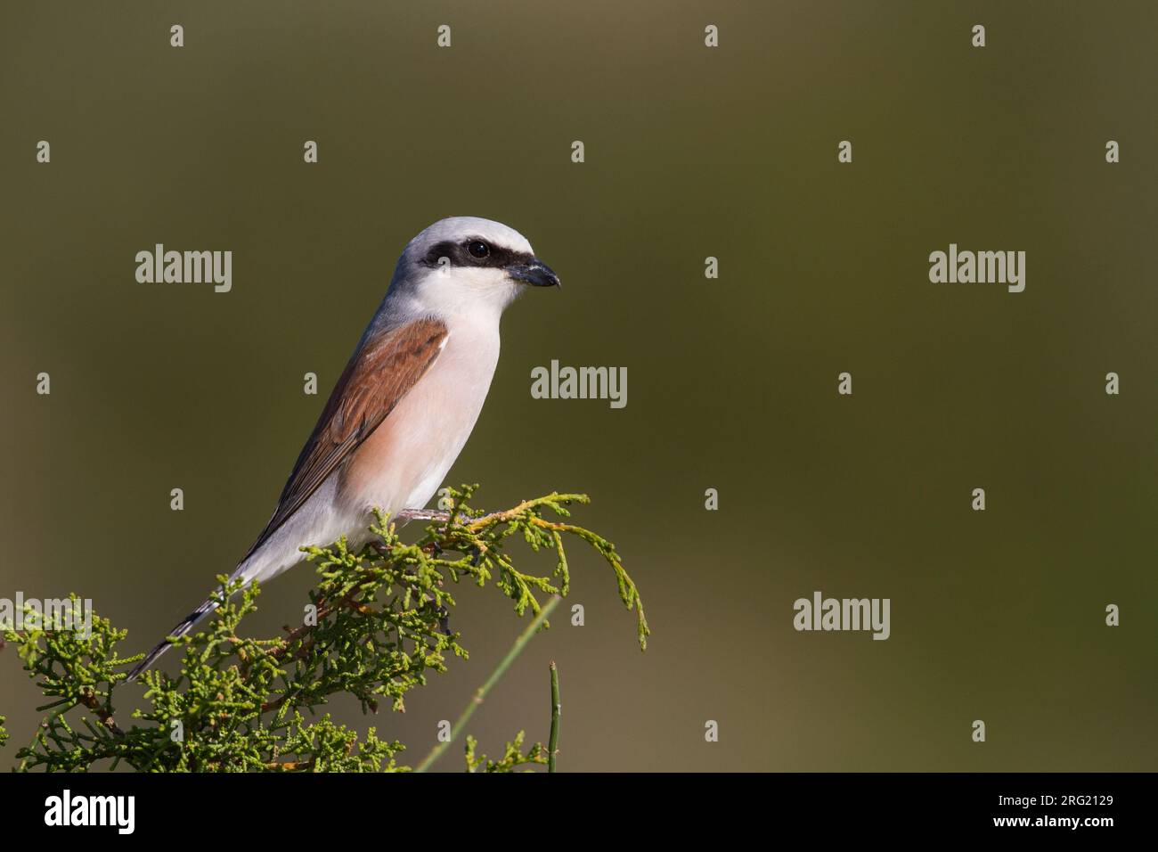 Zypern singvogel hi-res stock photography and images - Alamy