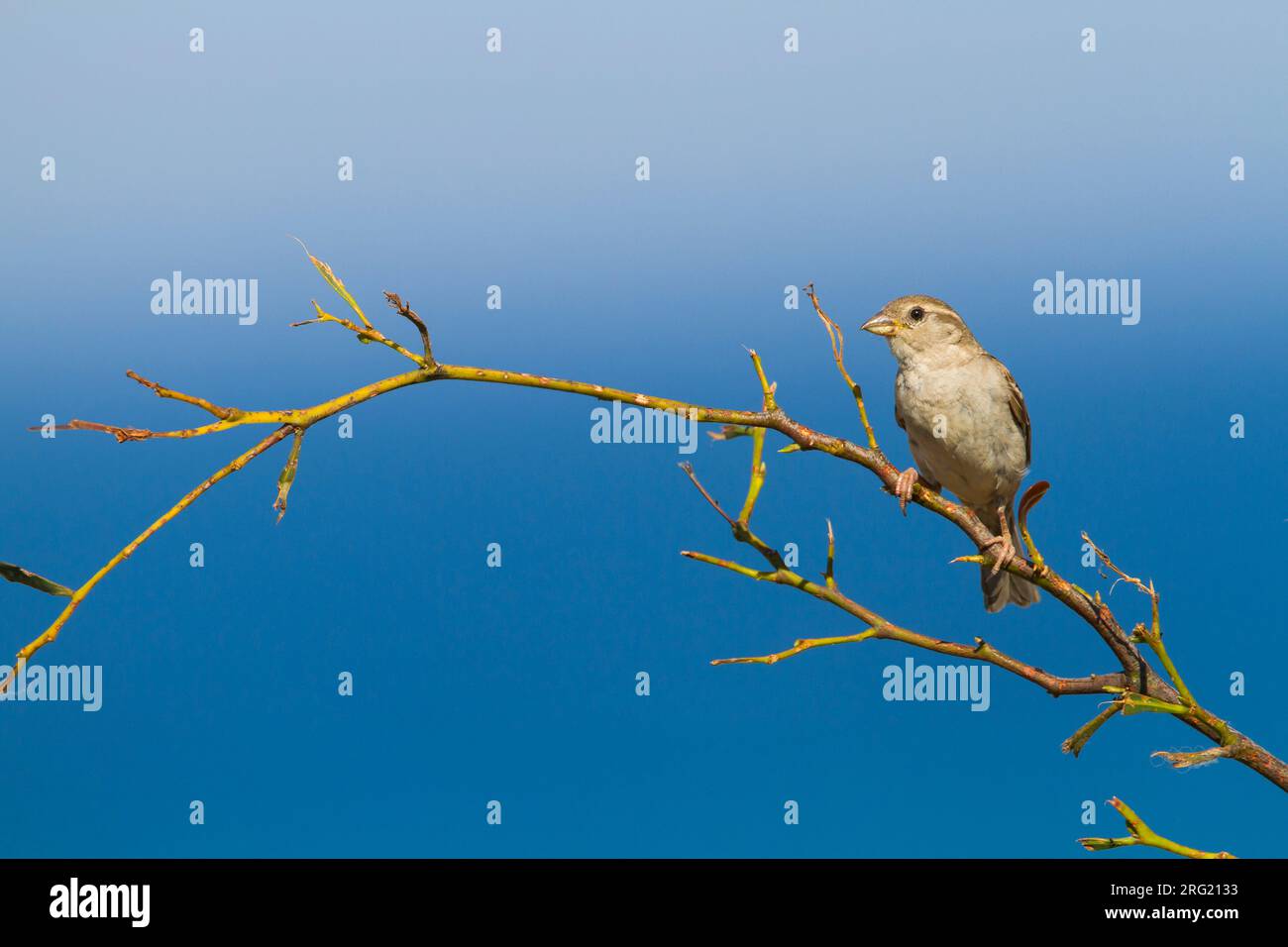 Passer domesticus ssp biblicus hi-res stock photography and images - Alamy