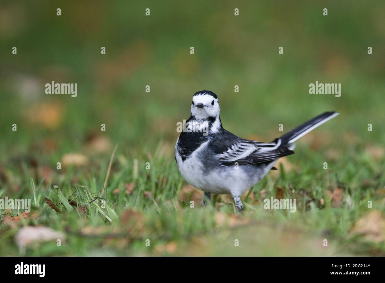 Rouwkwikstaart, Pied Wagtail, Motacilla (alba) yarelli, Great Britain ...