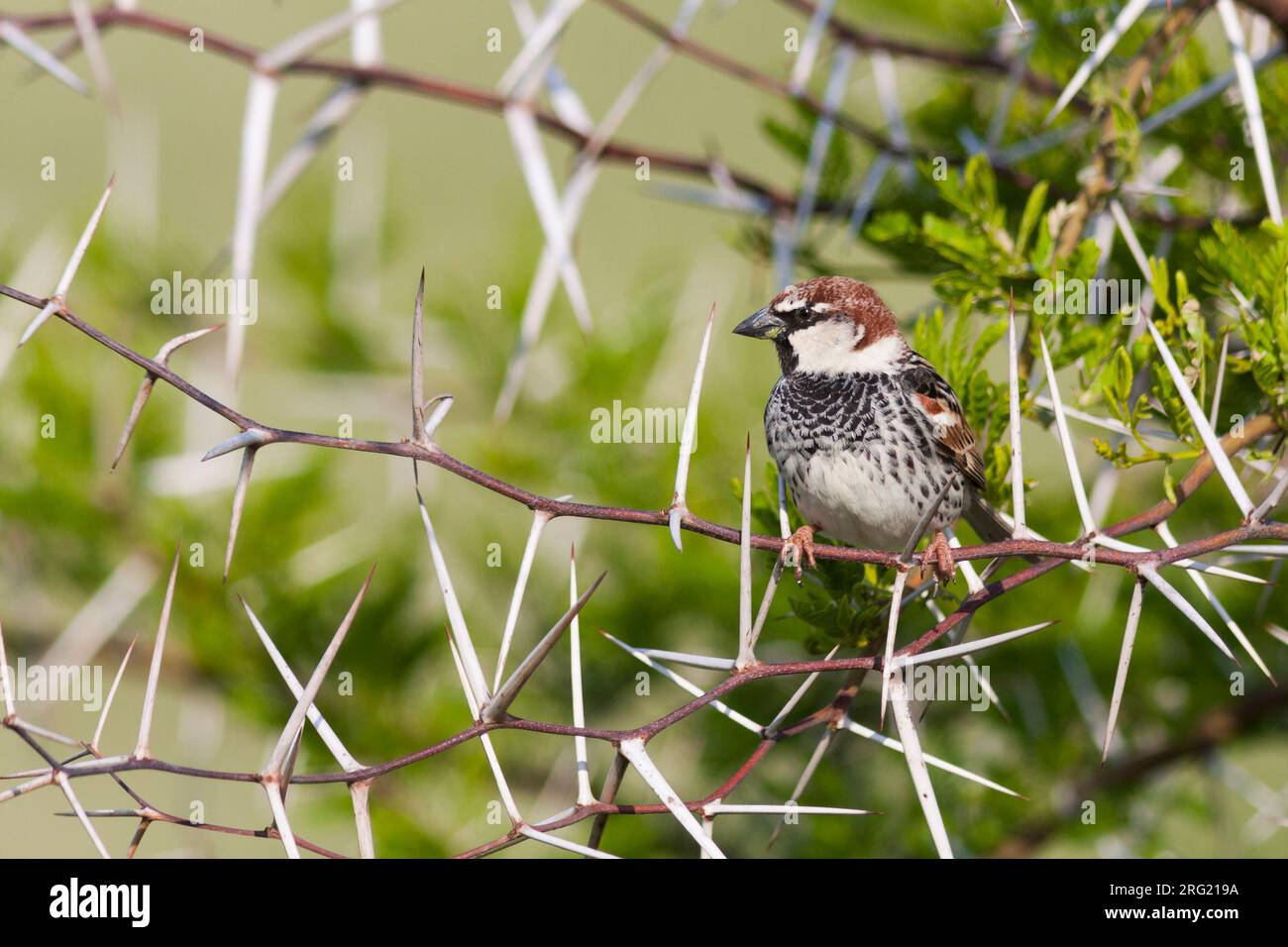 Spaanse Mus; Spanish Sparrow, Passer hispaniolensis ssp. transcaspicus ...