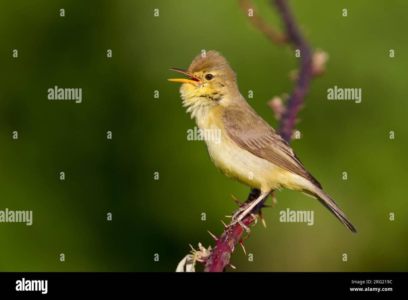 Orpheusspotvogel, Melodious Warbler; Hippolais polyglotta, Germany ...