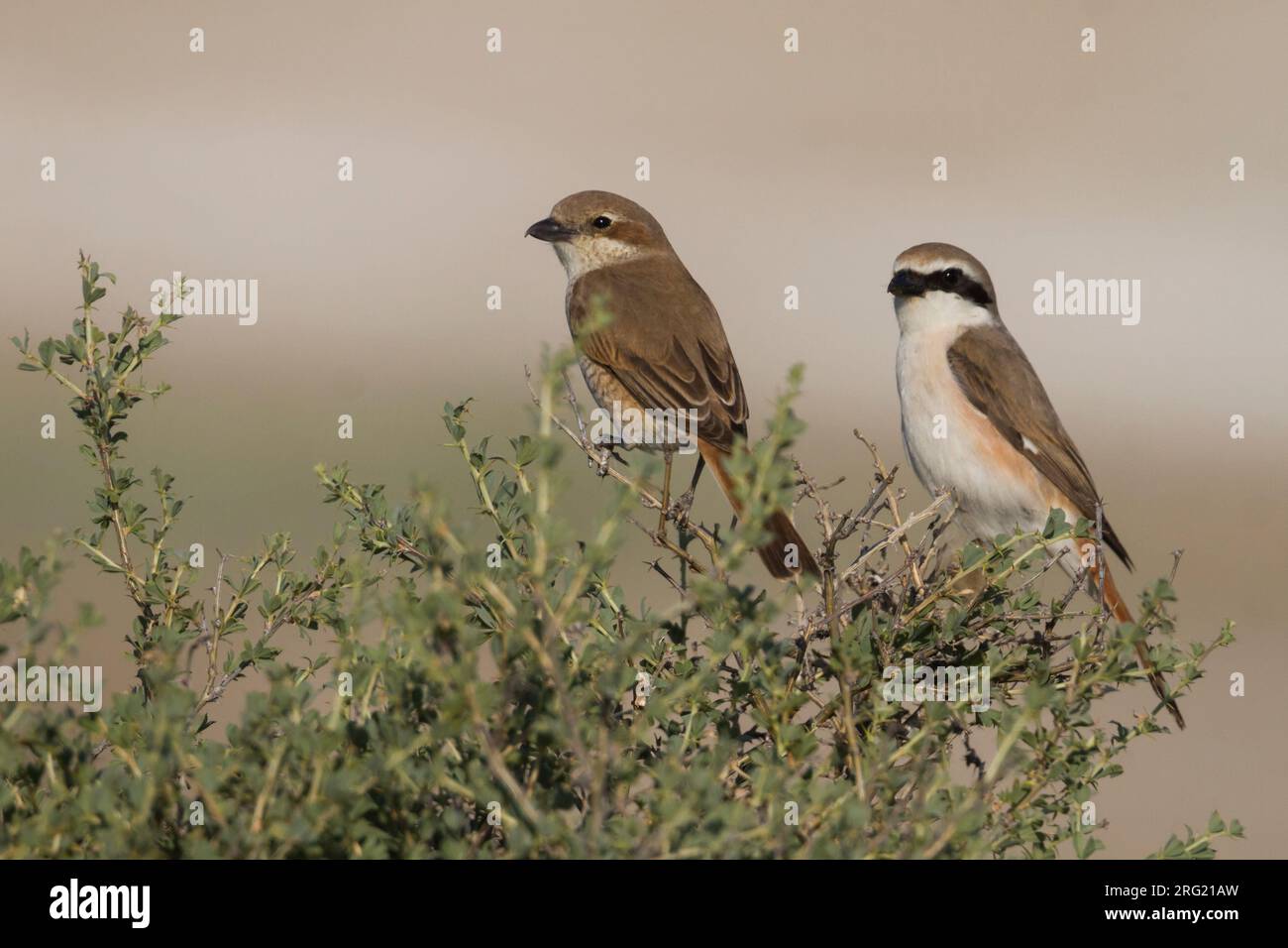 Turkestaanse Klauwier; Red-tailed Shrike; Lanius phoenicuroides ...