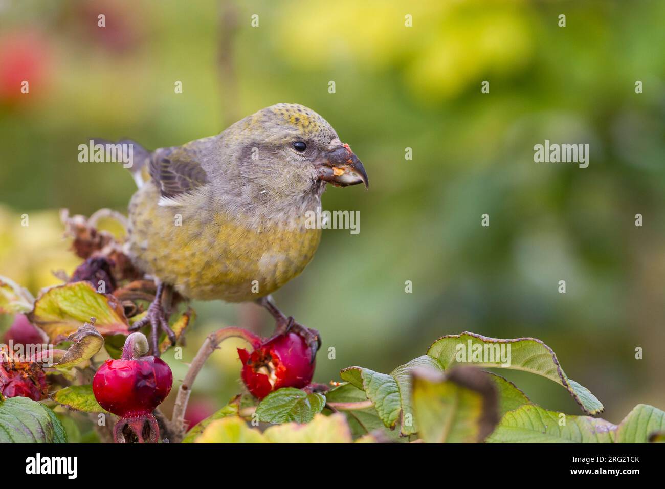 Common Crossbill - Fichtenkreuzschnabel - Loxia curvirostra ssp. curvirostra, Germany, adult ...
