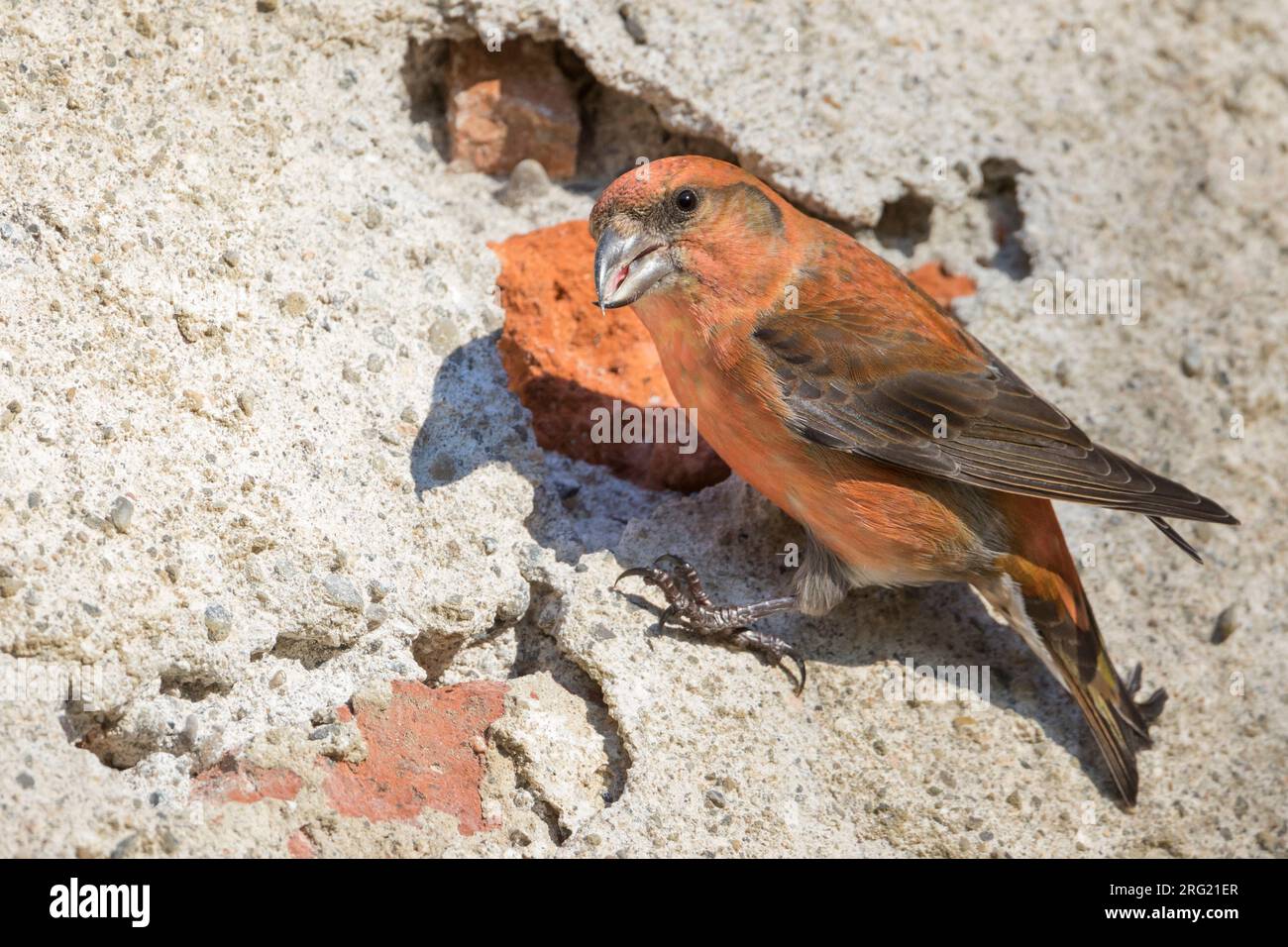 Common Crossbill - Fichtenkreuzschnabel - Loxia curvirostra ssp ...