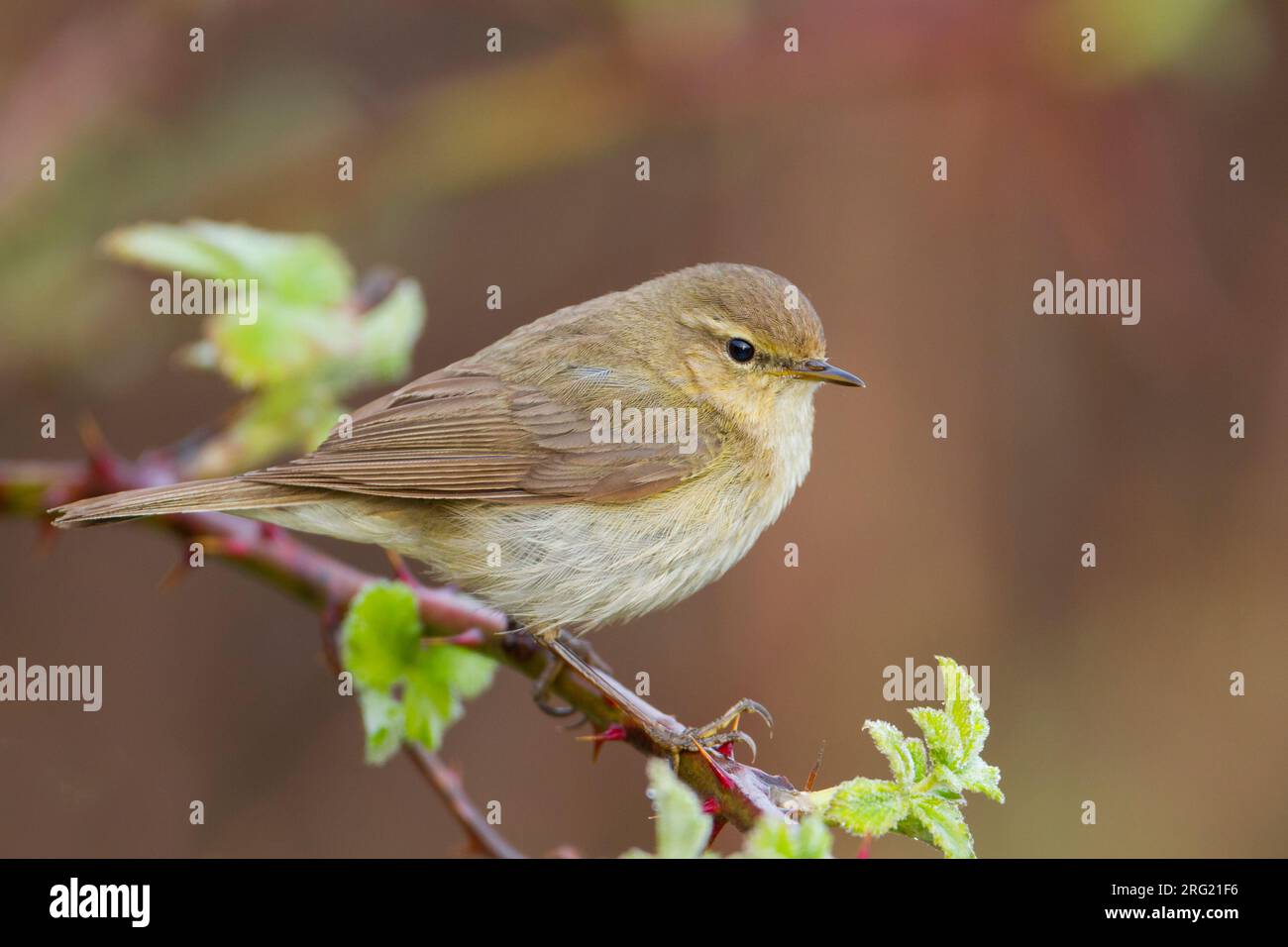 Common Chiffchaff - Zilpzalp - Phylloscopus collybita ssp. collybita ...