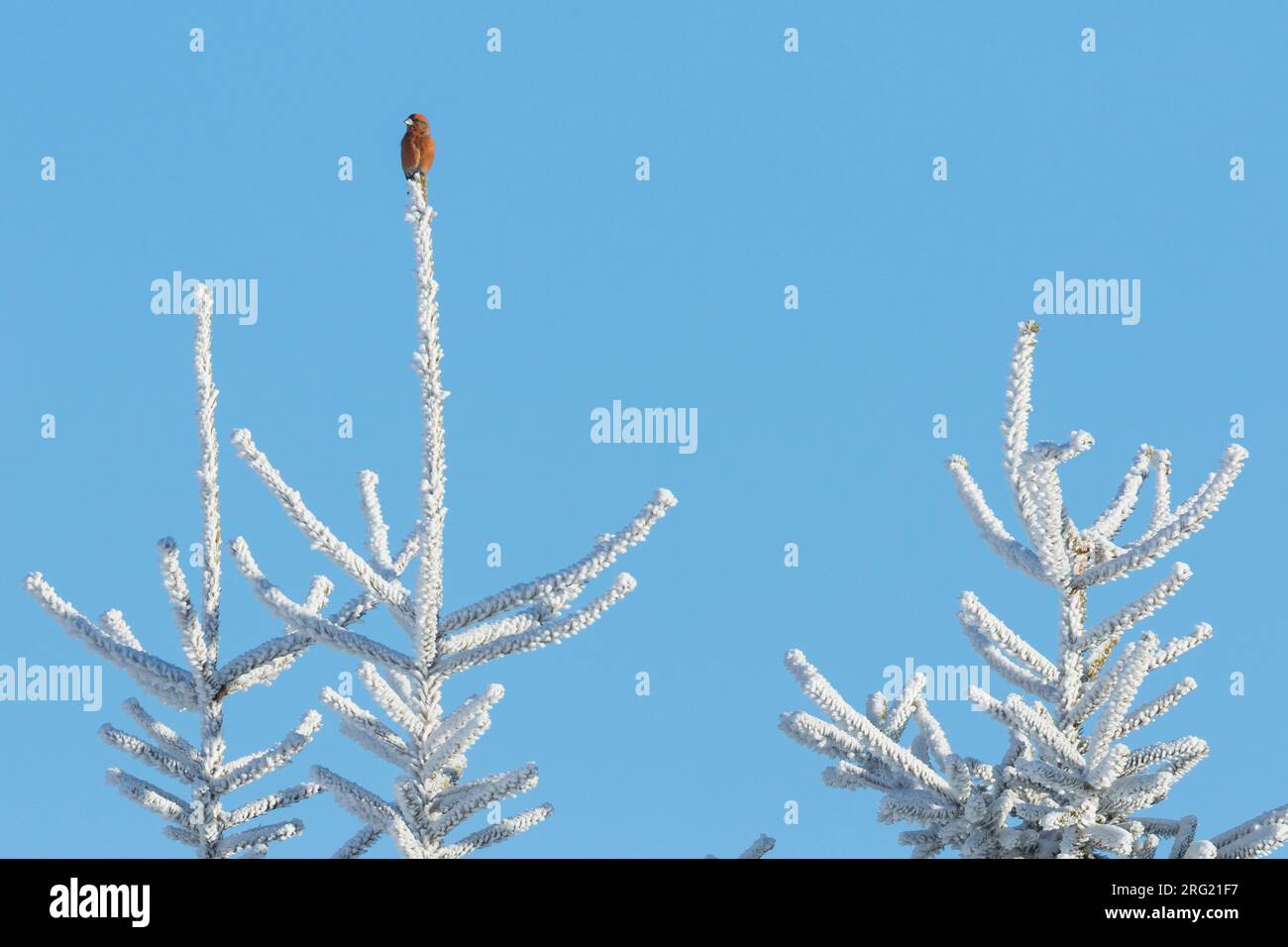 Common Crossbill - Fichtenkreuzschnabel - Loxia curvirostra ssp ...