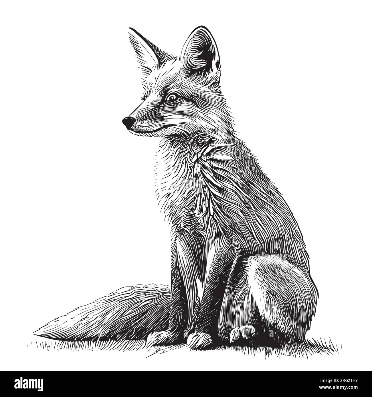 Beautiful Fox Drawing