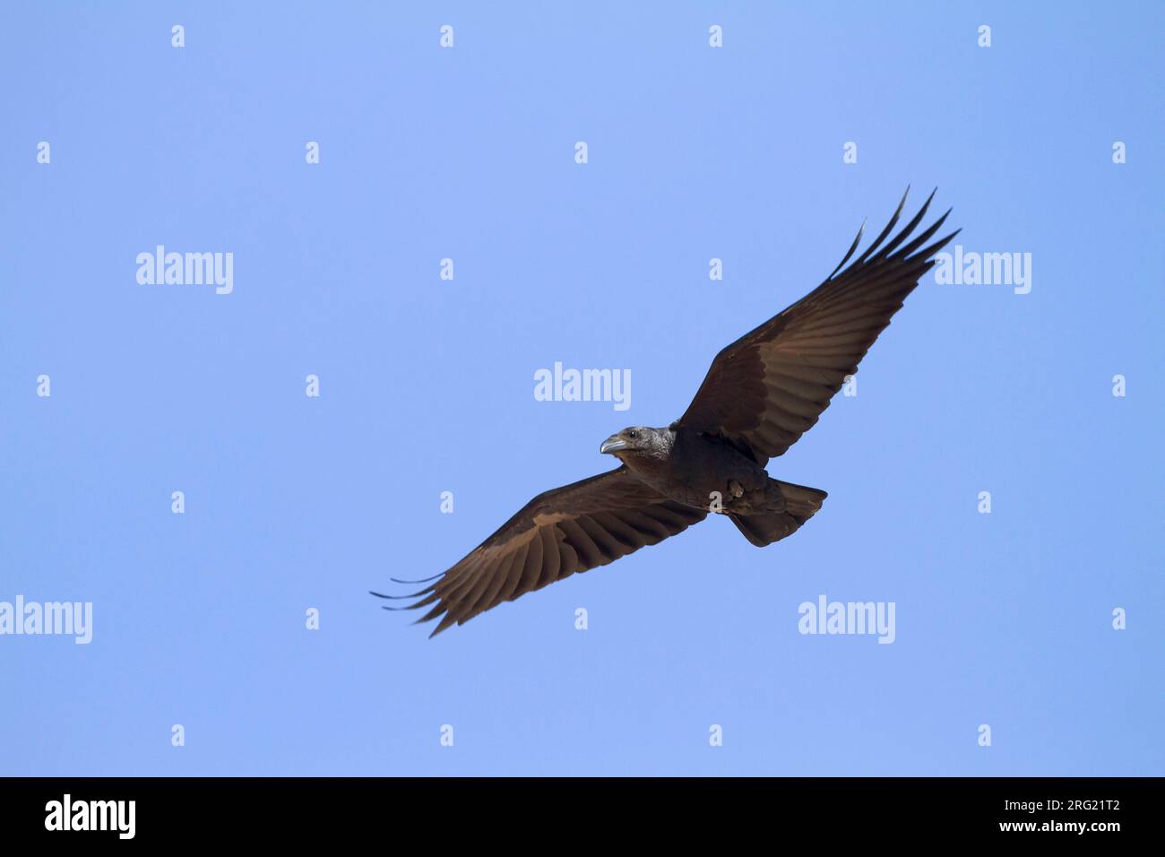 Fan-tailed Raven - Borstenrabe - Corvus rhipidurus, Oman Stock Photo ...