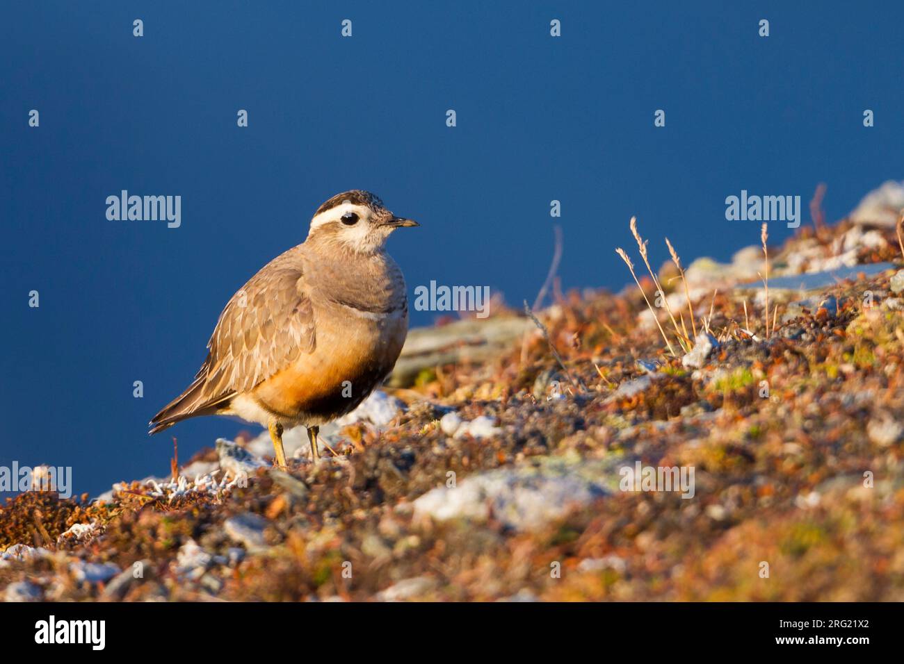 Eurasian Dotterel - Mornellregenpfeifer - Charadrius morinellus ...