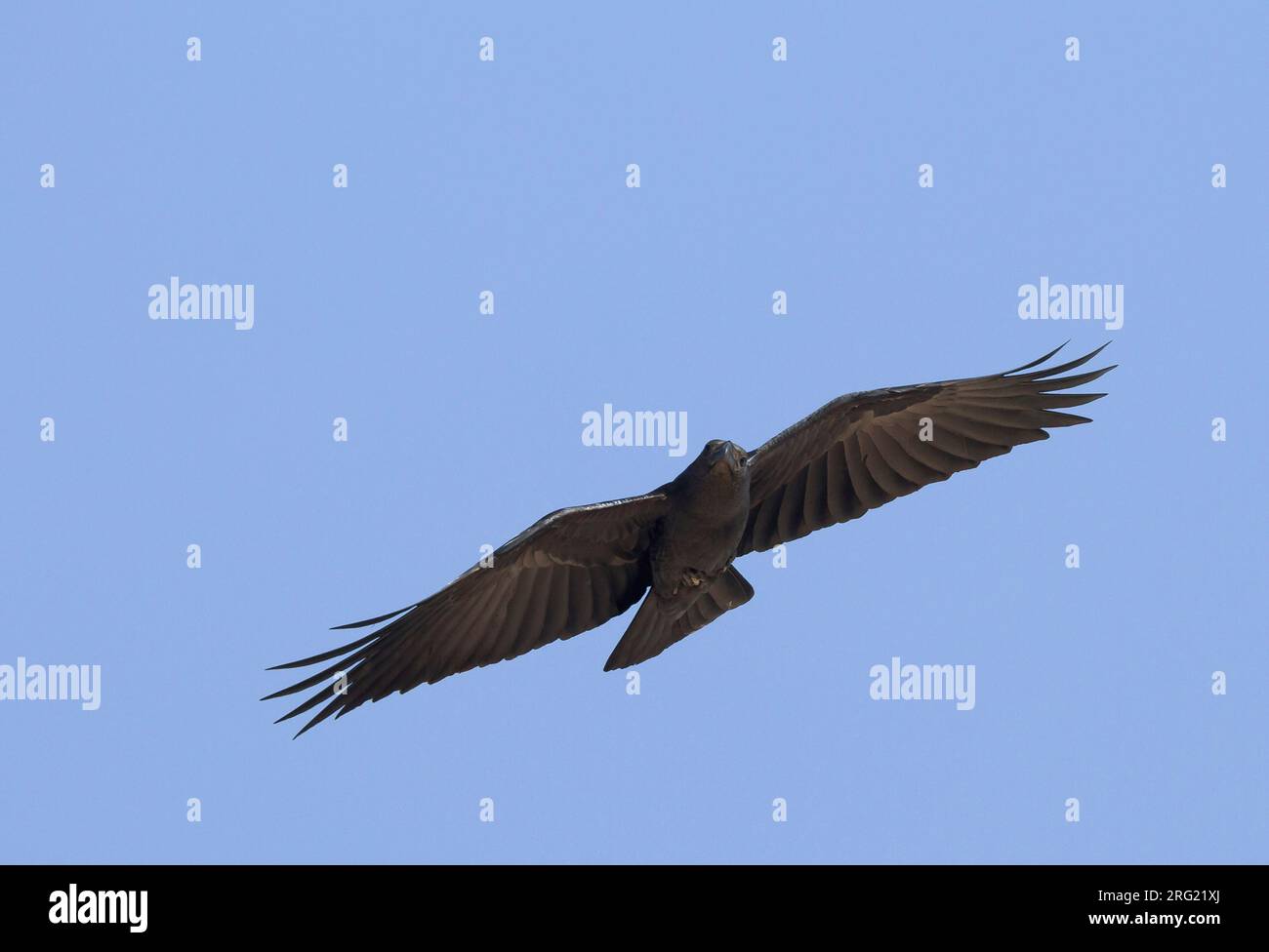 Fan-tailed Raven - Borstenrabe - Corvus rhipidurus, Oman Stock Photo ...