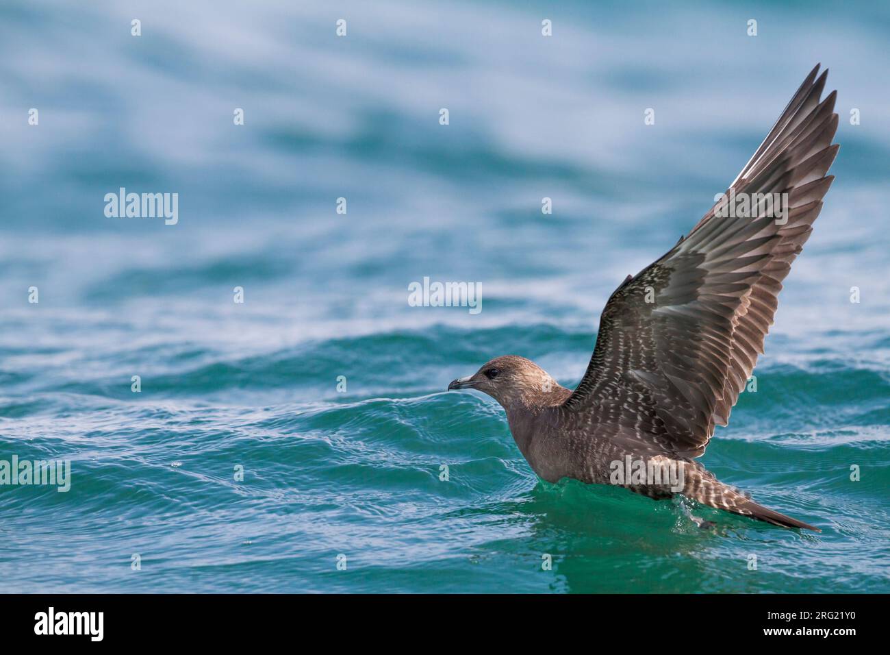 Long tailed jaeger hi-res stock photography and images - Alamy
