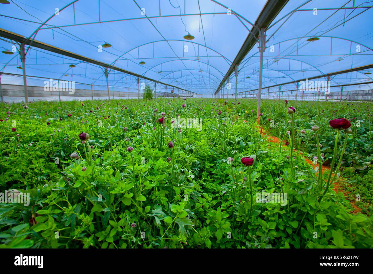 Greenhouses for growing flowers Stock Photo - Alamy