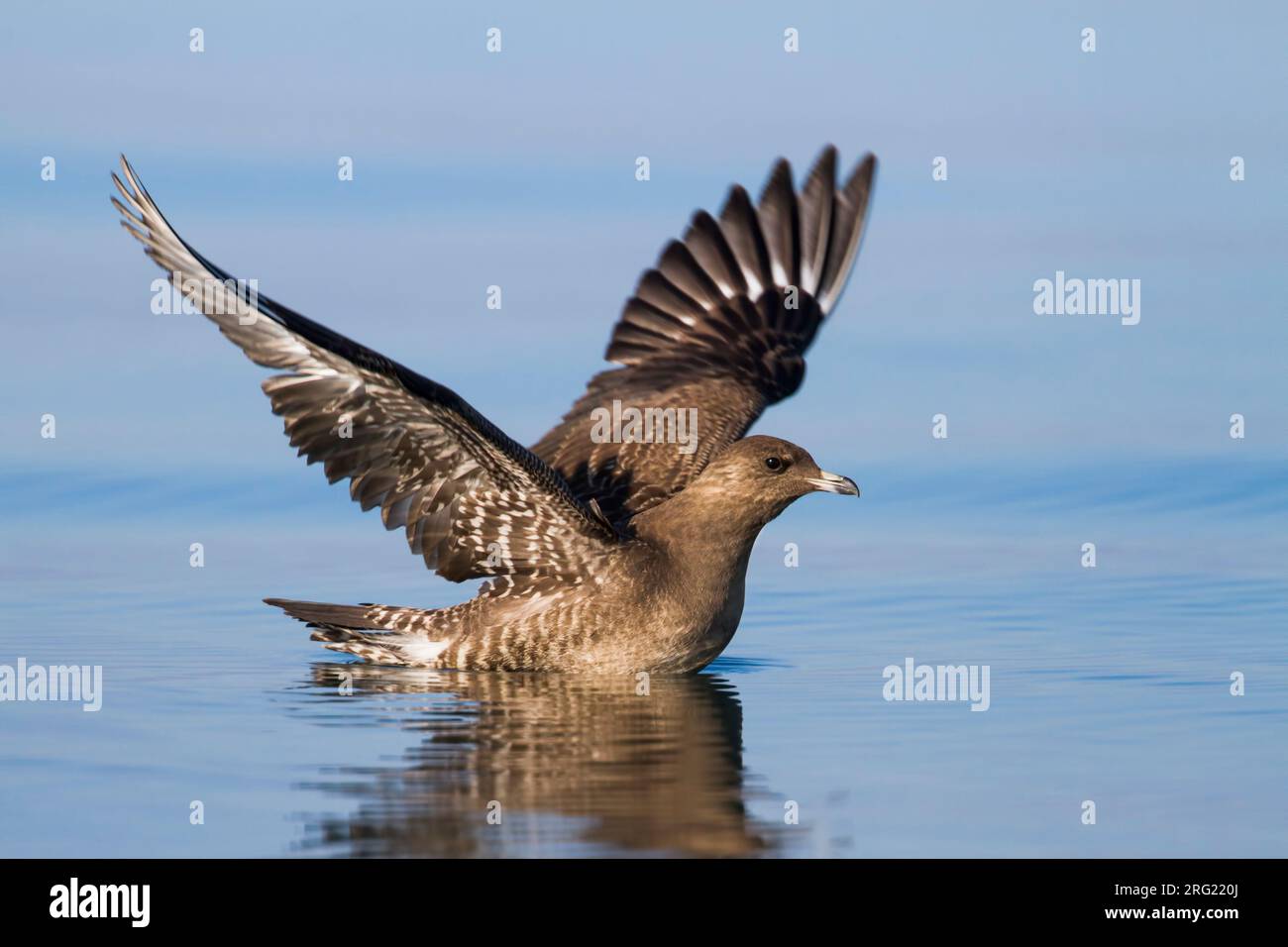 Kleinste Jager, Long-tailed Jaeger, Stercorarius longicaudus, Germany ...