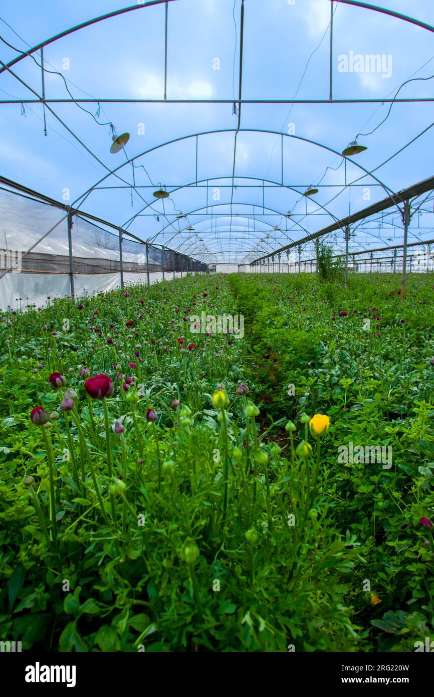 Greenhouses for growing flowers Stock Photo - Alamy