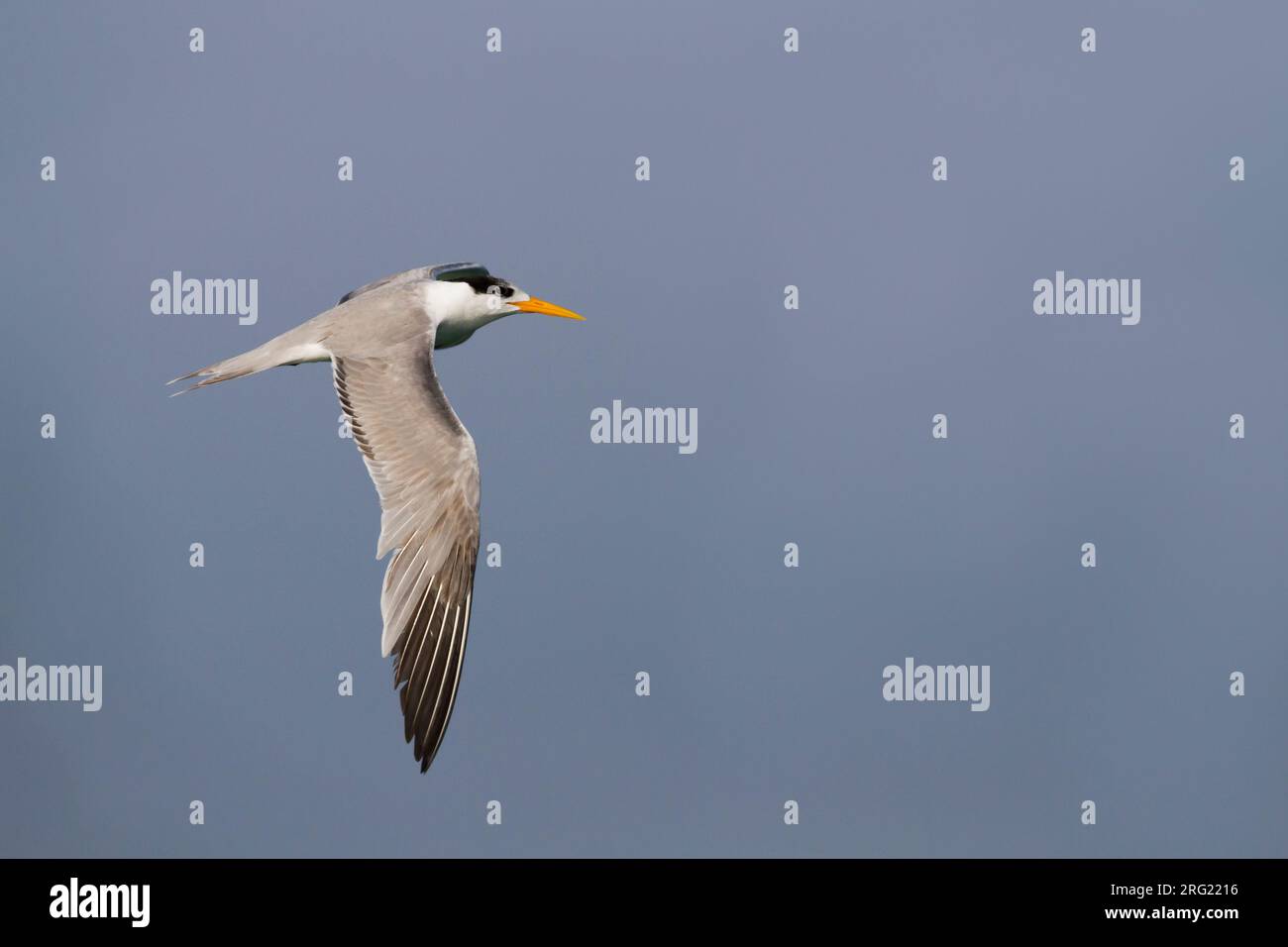 Thalasseus bengalensis ssp bengalensis hi-res stock photography and ...