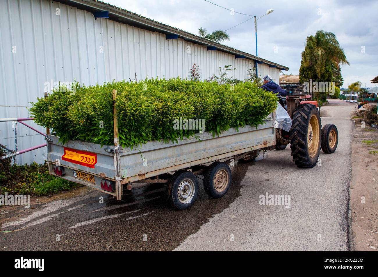 Thai laborers work in Israel in a packing house for flowers for export ...