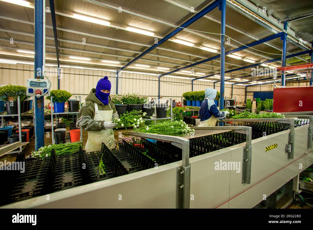 Thai laborers work in Israel in a packing house for flowers for export ...