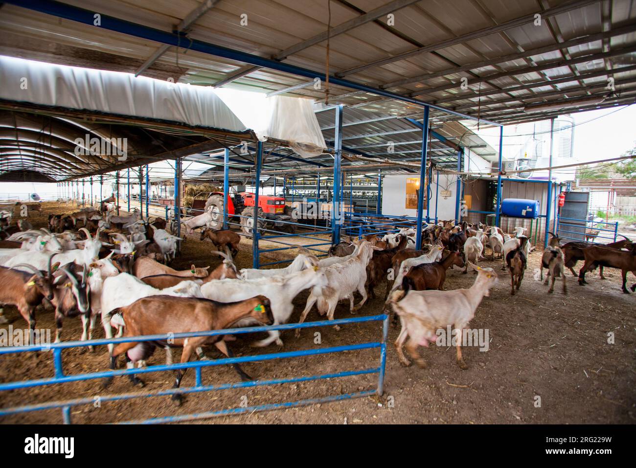 Goat dairy farming hi-res stock photography and images - Alamy