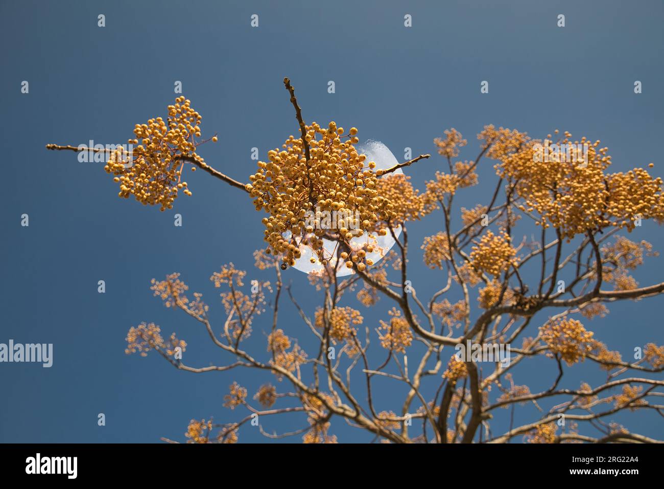 Syrina berrytree hi-res stock photography and images - Alamy
