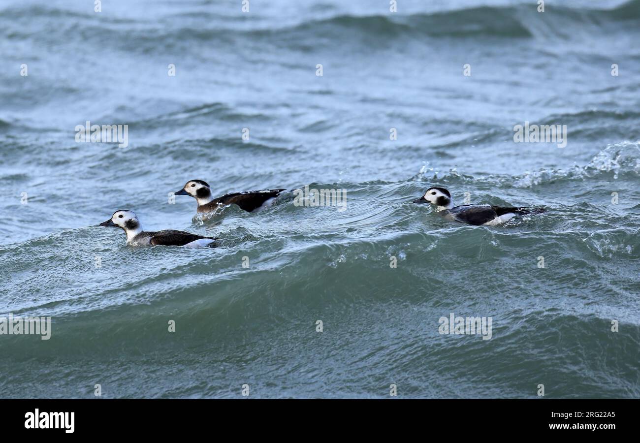 Overwinterende ijseenden bij de Brouwersdam Wintering Long-tailed Ducks ...