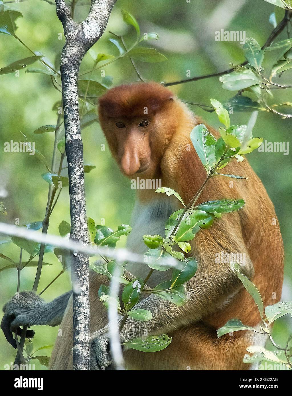 Proboscis monkey (Nasalis larvatus), male in a tree. The species is ...