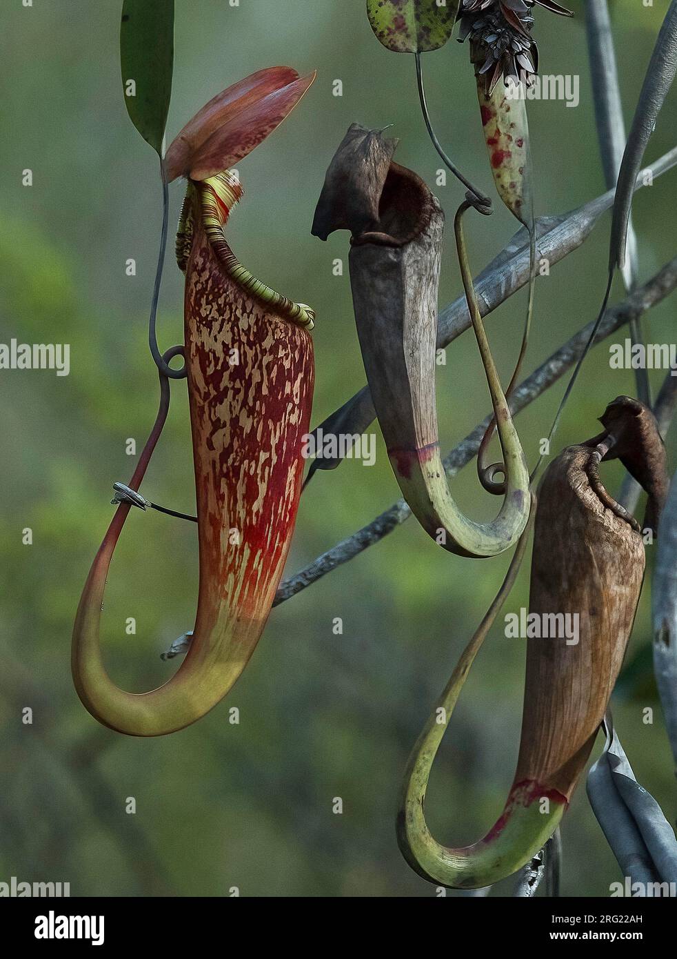 Common Swamp Pitcher Plant (Nepenthes mirabilis). The most widespread ...