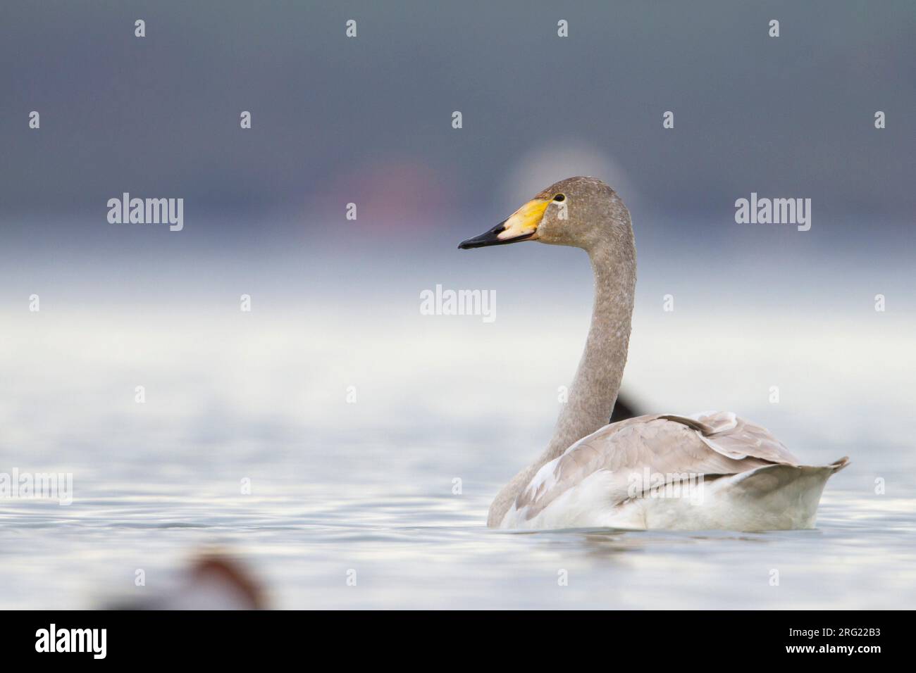 Whooper Swan - Singschwan - Cygnus cygnus, Switzerland, 2nd cy Stock ...