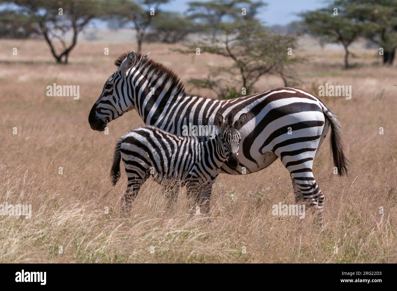 A plains or common zebra colt, Equus quagga, with its mother. Samburu ...