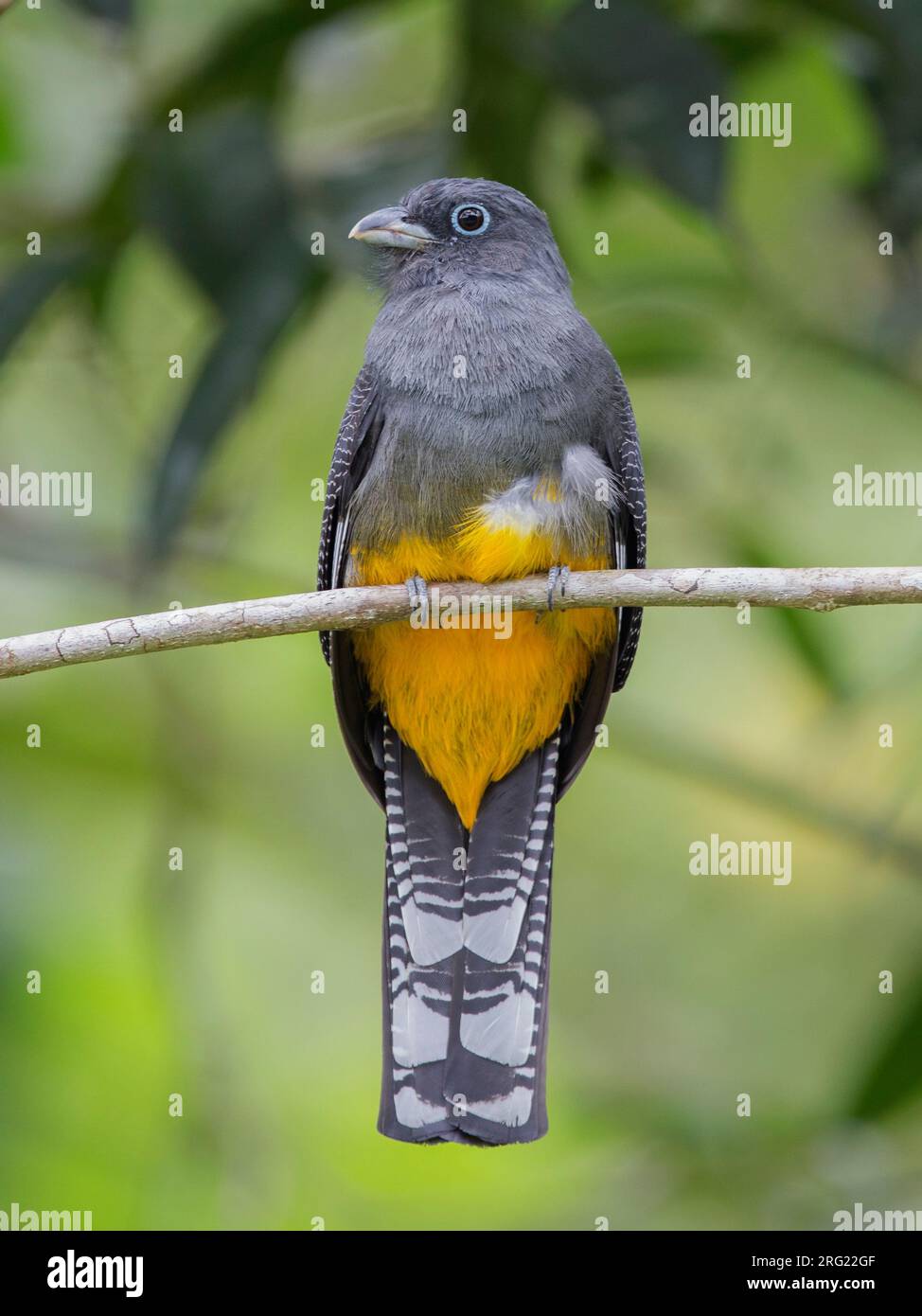 A female White-tailed Trogon (Trogon chionurus) at Bahia Solano, Choco ...