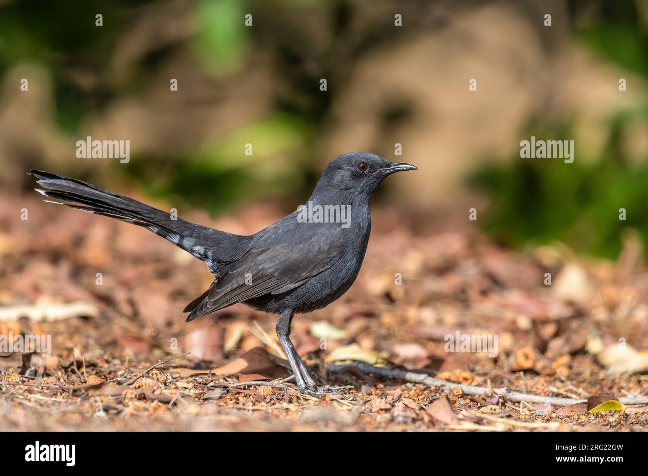 Probably 1st winter female Black Bush Robin (Cercotrichas podobe ...