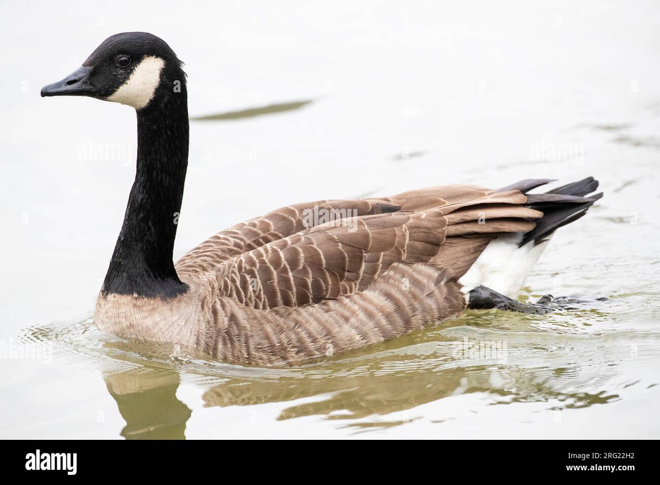 Domestic Greater Canada Goose type (Branta canadensis) in Dinant ...