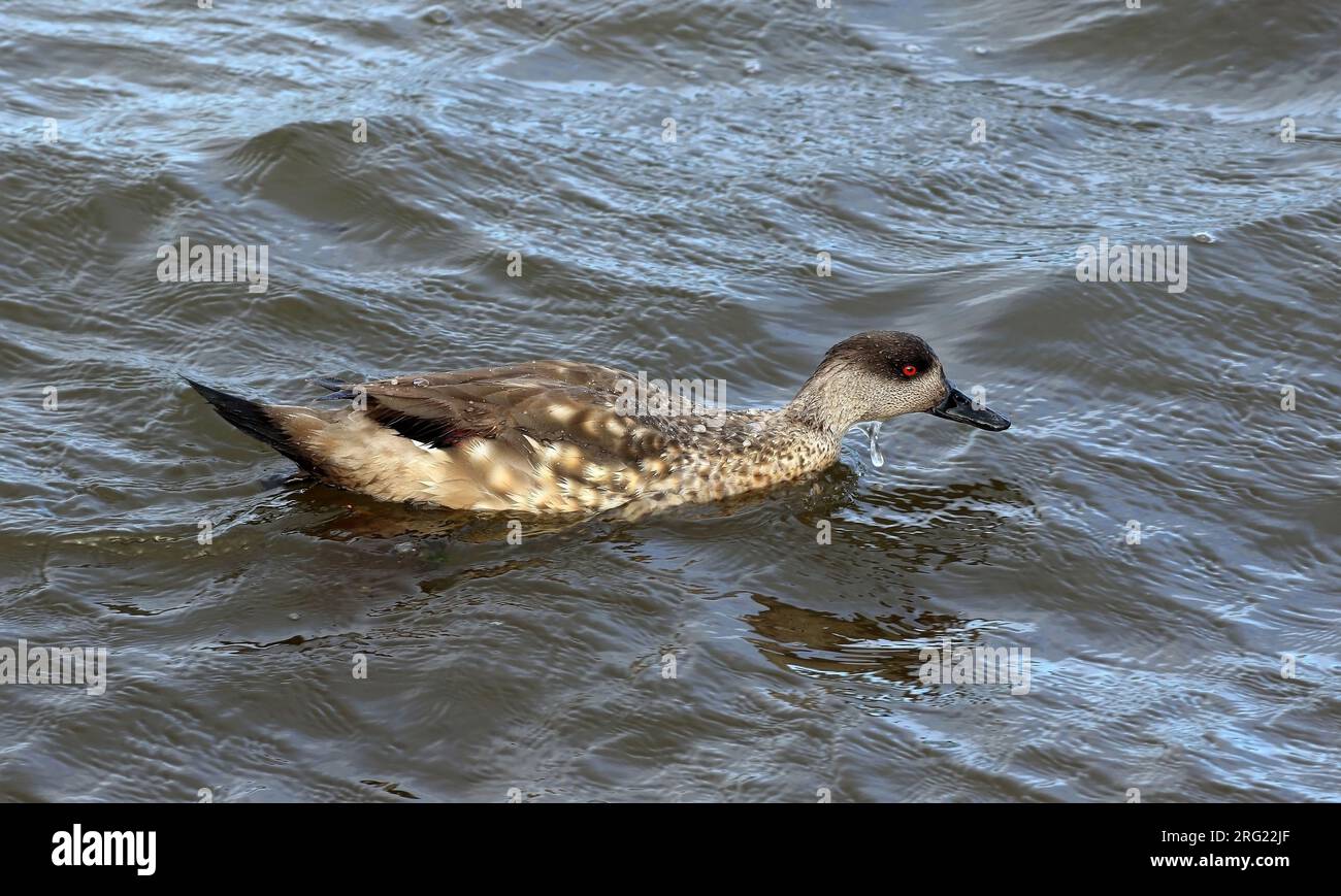 The Southern Crested Duck is fairly common in the Falkland Islands ...