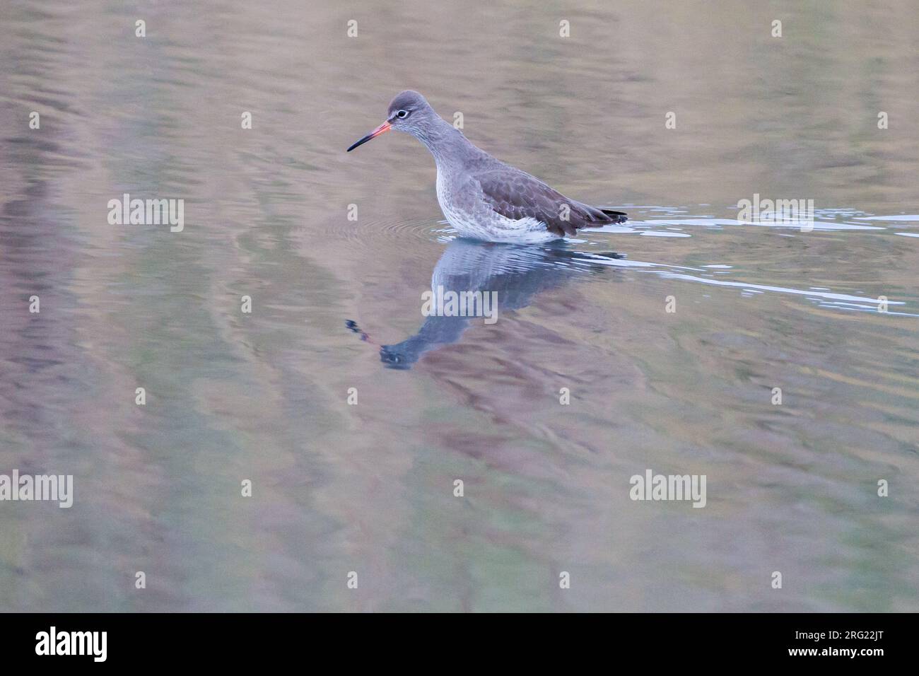 Common Redshank, Tringa erythropus of icelandic subspecies wading in ...