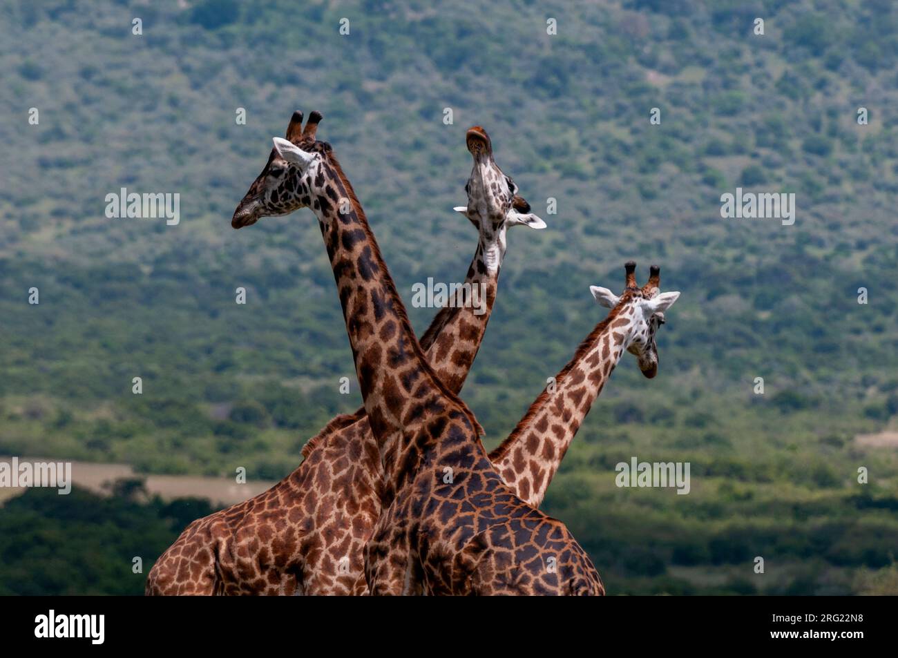 Three Masai giraffes, Giraffa camelopardalis, looking every which way ...