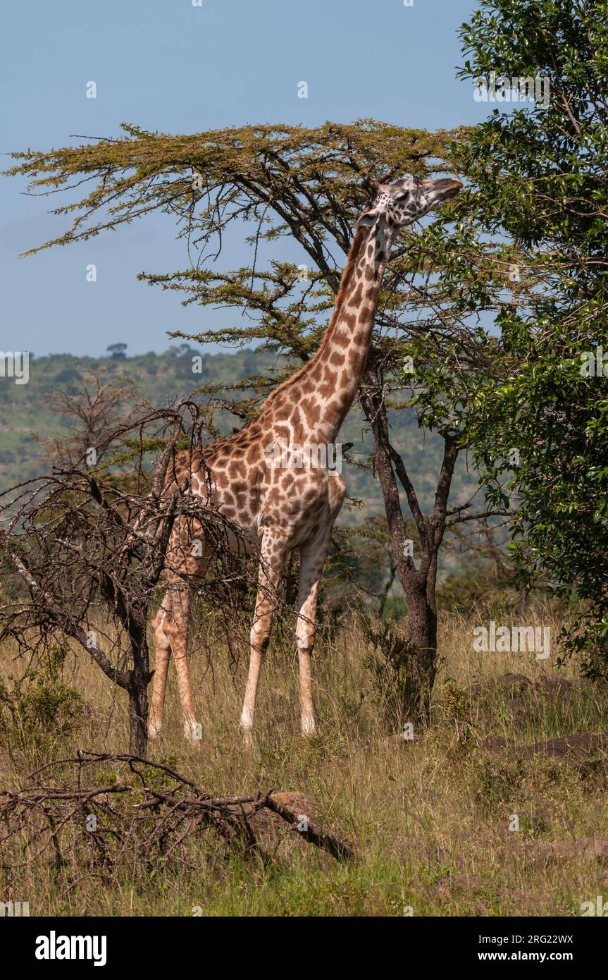 A Masai giraffe, Giraffa camelopardalis, browsing the tree tops. Masai ...