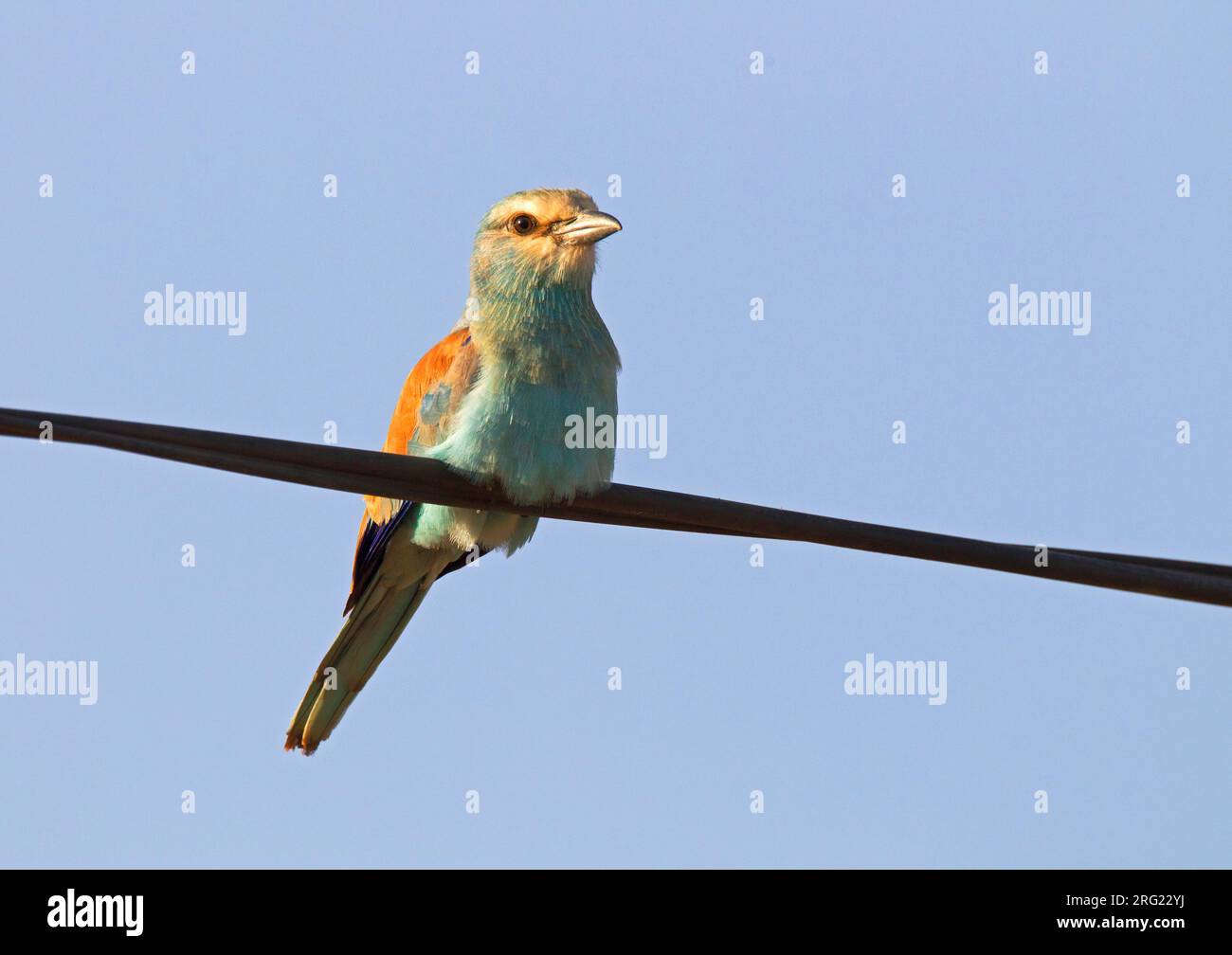 Juvenile Abyssinian Roller (Coracias abyssinicus) in the Gambia ...