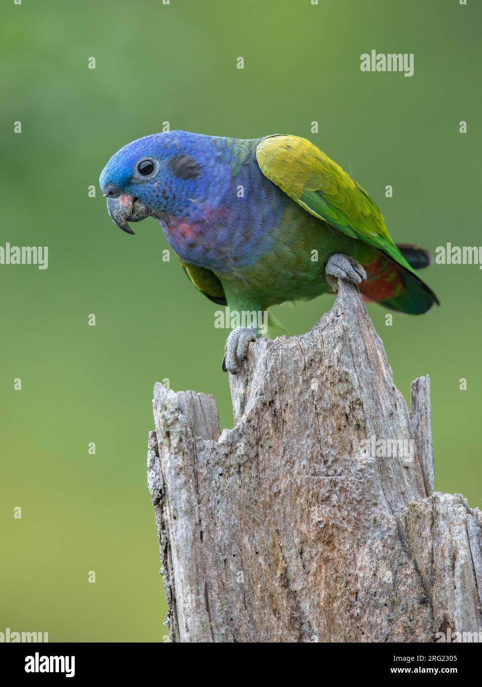 Blue-headed Parrot (Pionus menstruus rubrigularis) at Manizales ...