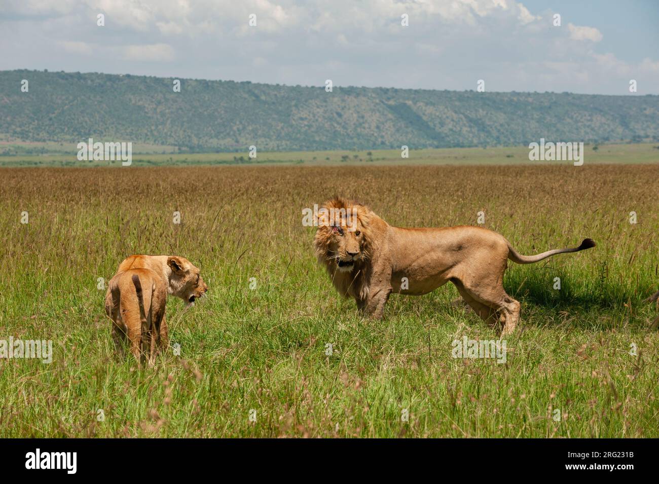 A lion, Panthera leo, known as Scarface, with a lioness. Masai Mara National Reserve, Kenya ...