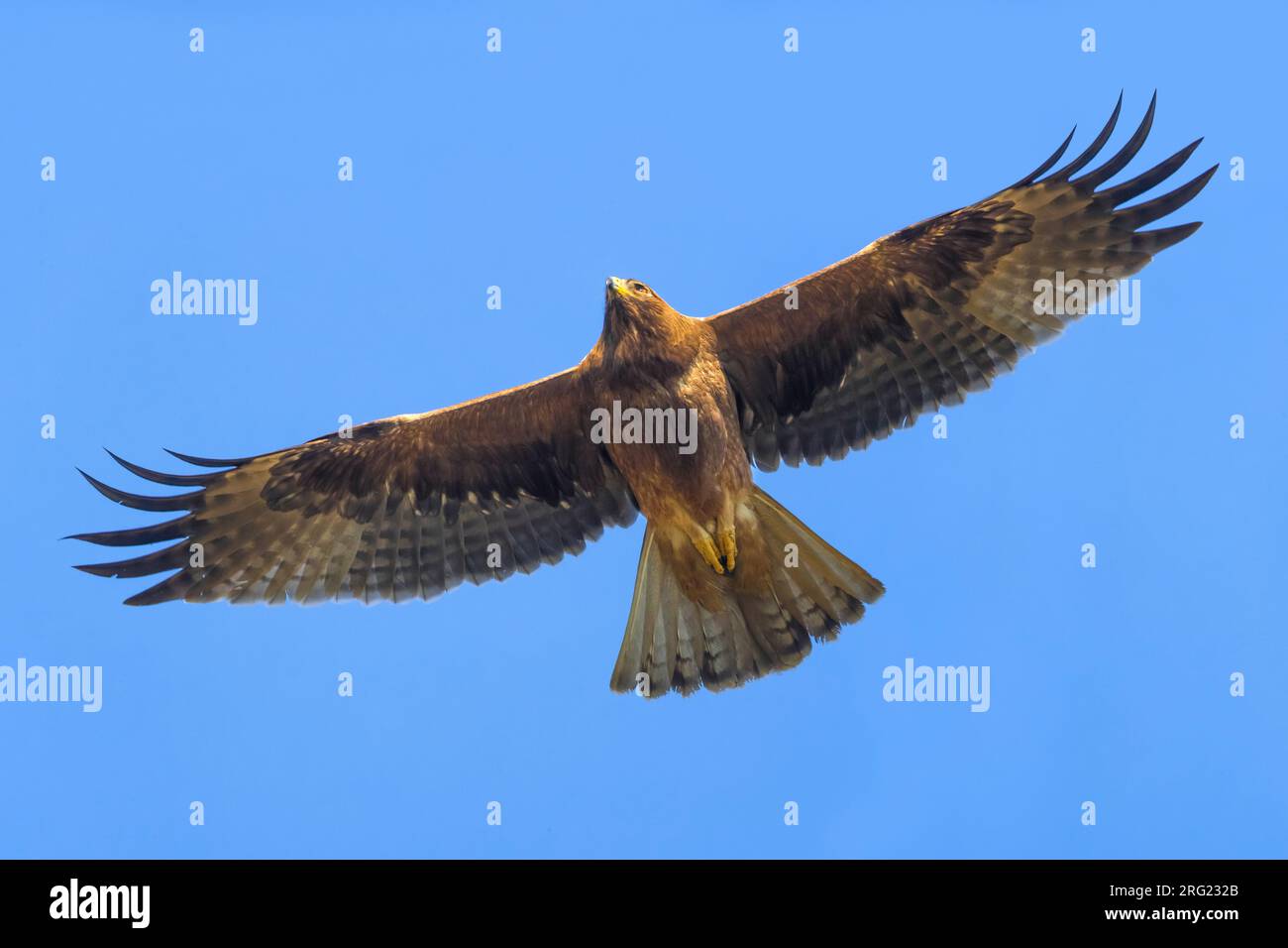 Booted Eagle (Aquila pennata) flying overhead Stock Photo - Alamy