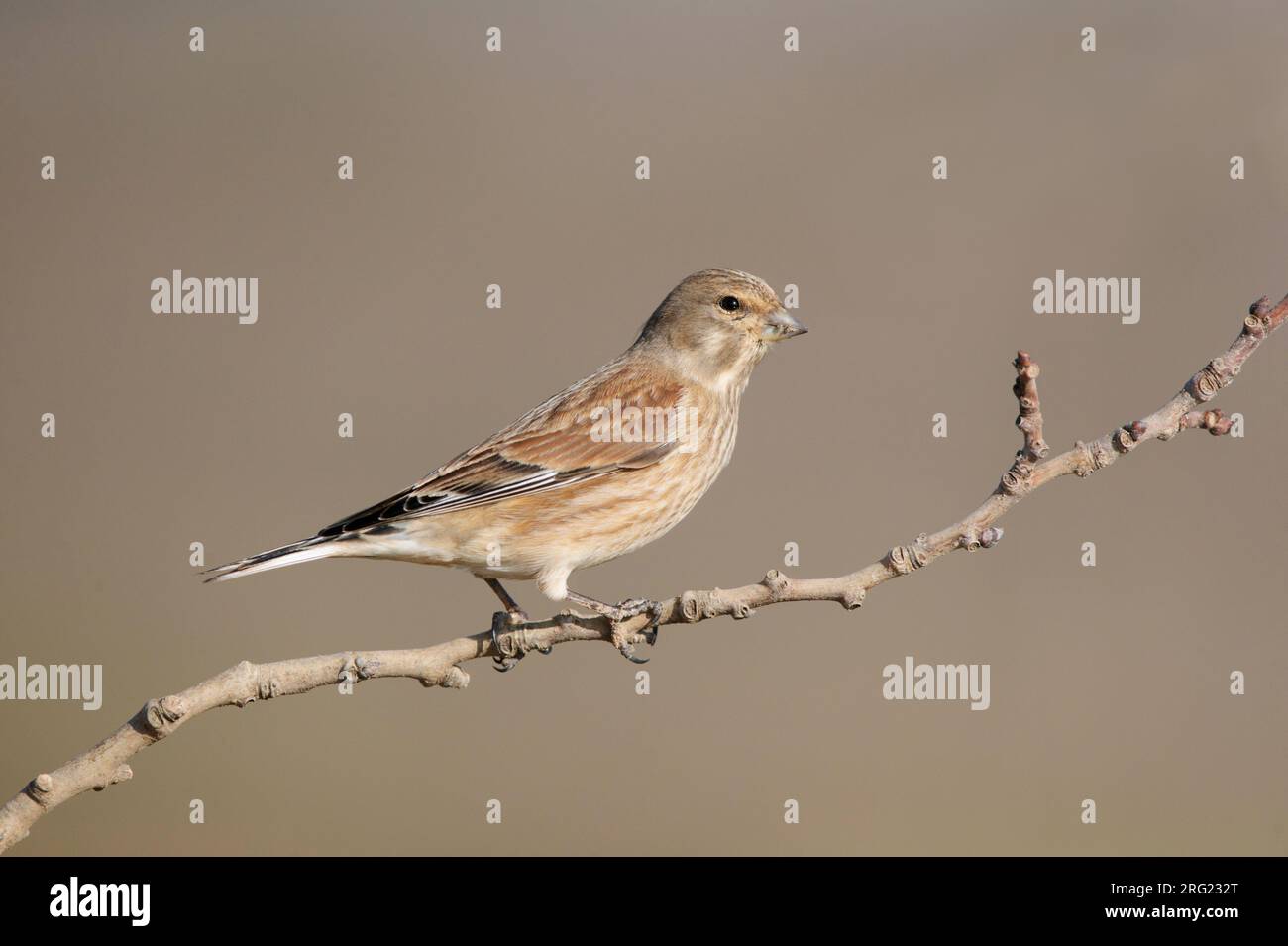 First-winter male Common Linnet (Linaria cannabina) in Spain. Wintering ...