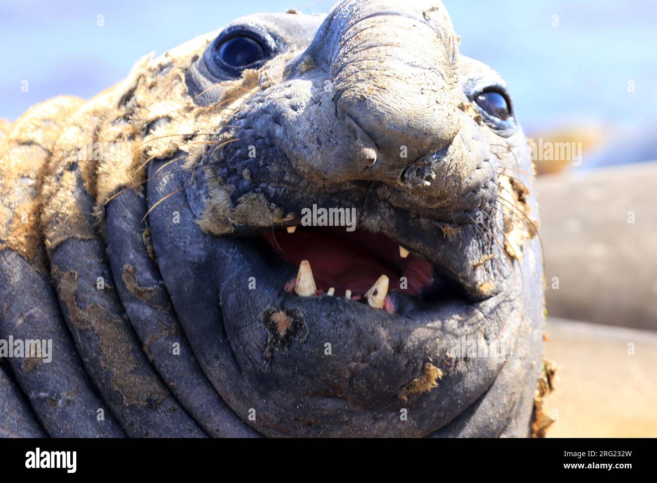 Sea elephant hi-res stock photography and images - Alamy