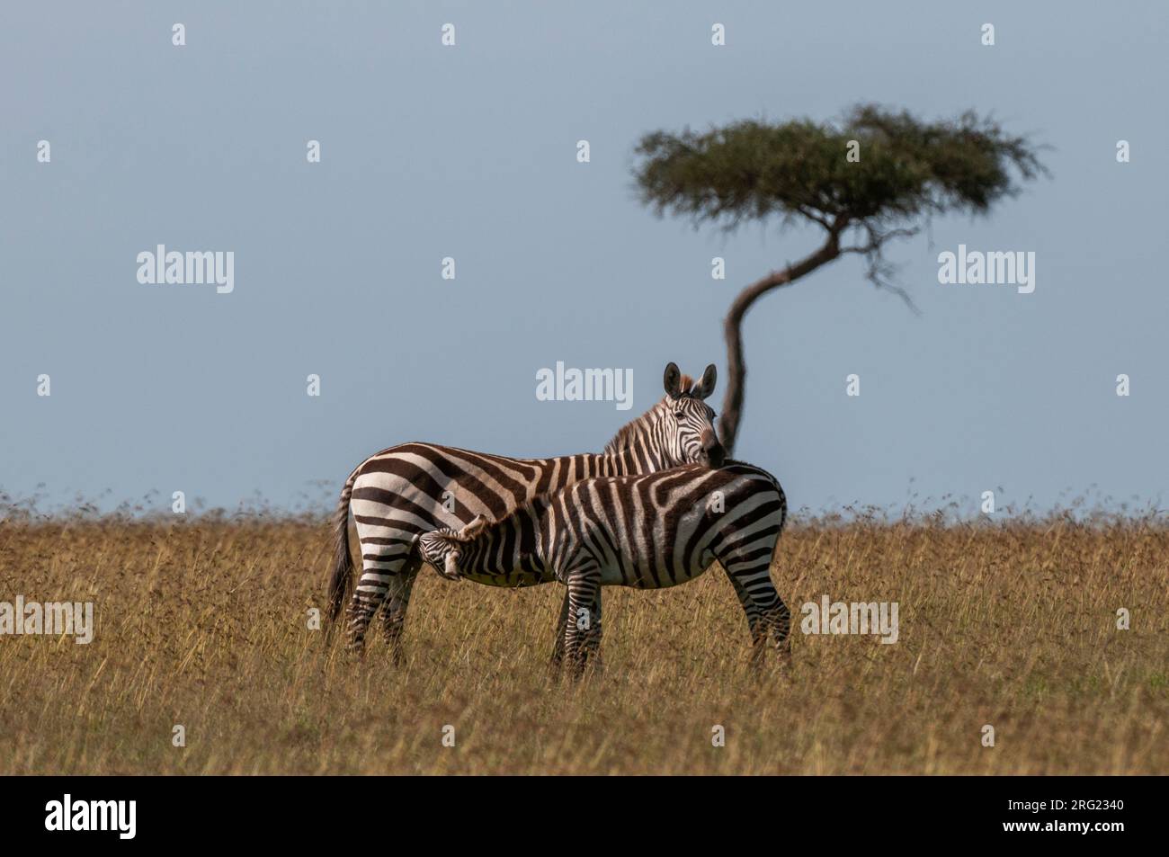 A common or plains zebra colt, Equus quagga, nursing from its mother ...