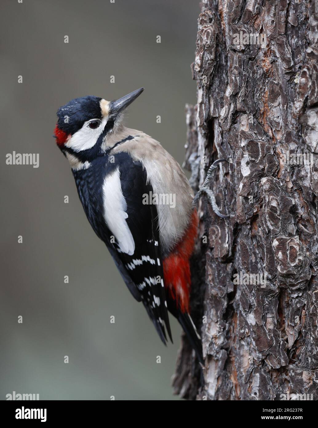 Dendrocopus major canariensis hi-res stock photography and images - Alamy