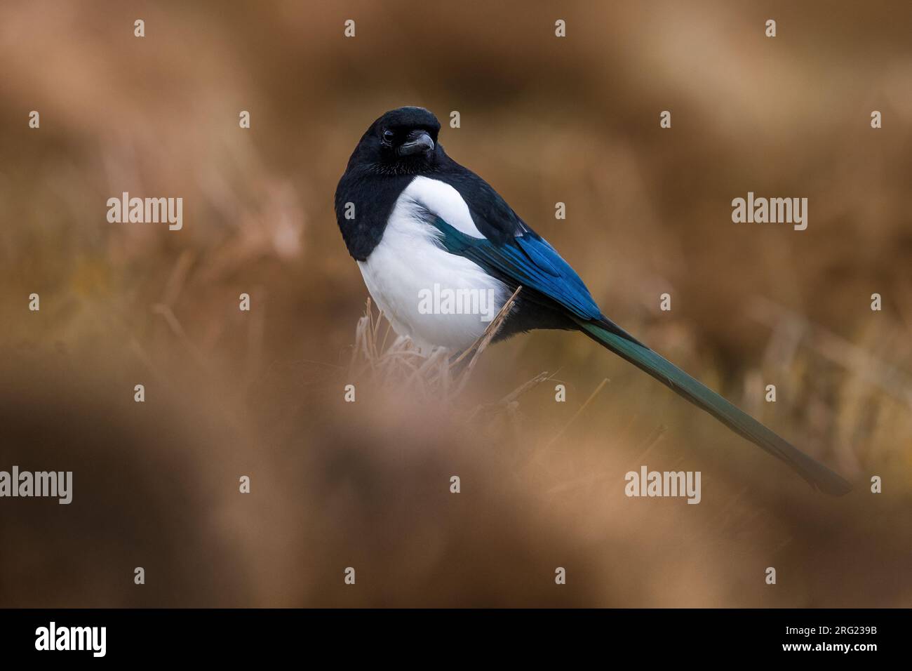 Magpie in italy hi-res stock photography and images - Alamy