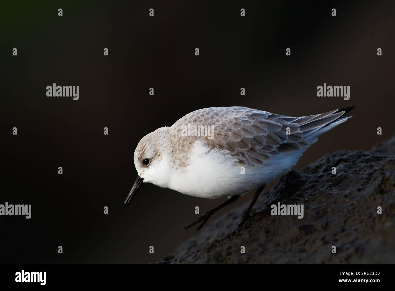Dark winter plumage hi-res stock photography and images - Alamy