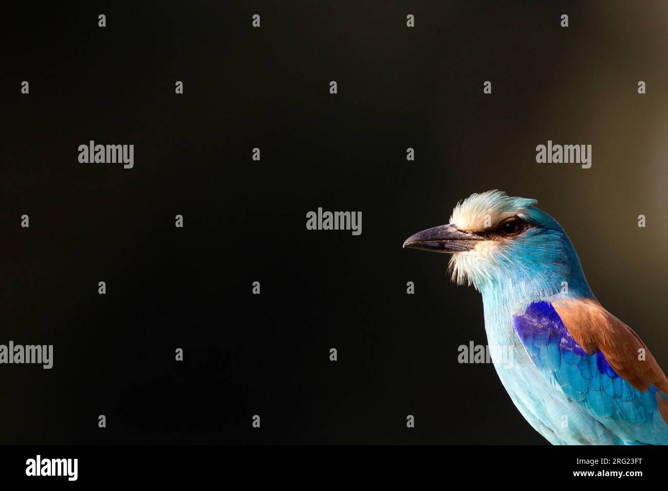 Abyssinian roller coracias abyssinicus hi-res stock photography and ...