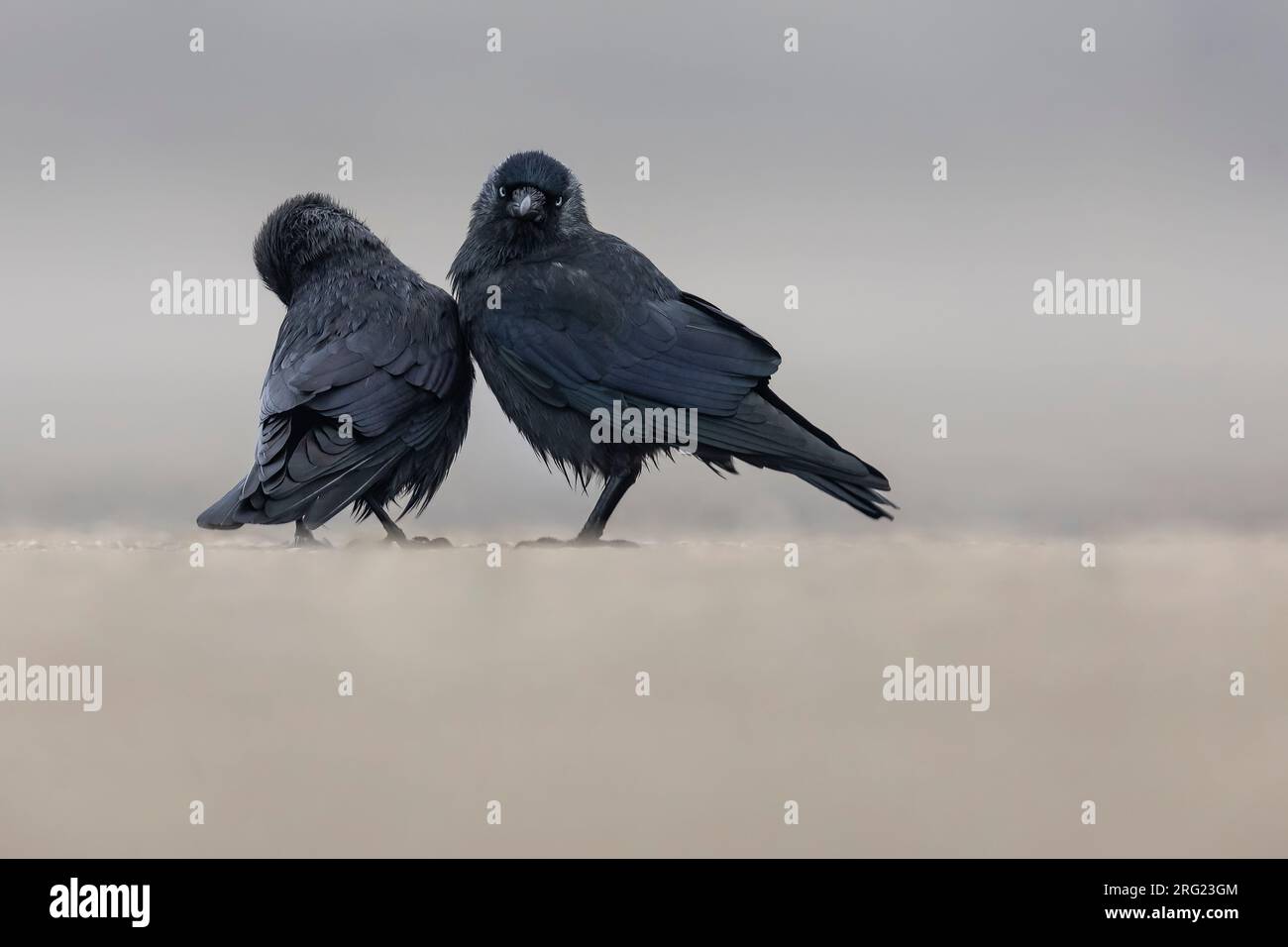 Adult Eurasian Jackdaw (Coloeus monedula spermologus) aka (Corvus ...