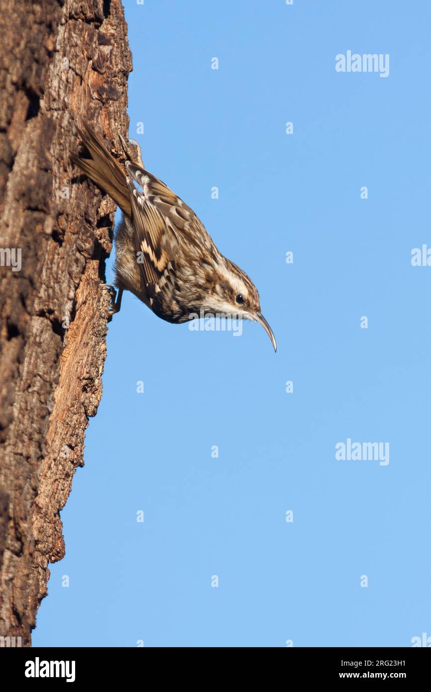 Short-toed Treecreeper - Gartenbaumläufer - Certhia brachydactyla ssp ...